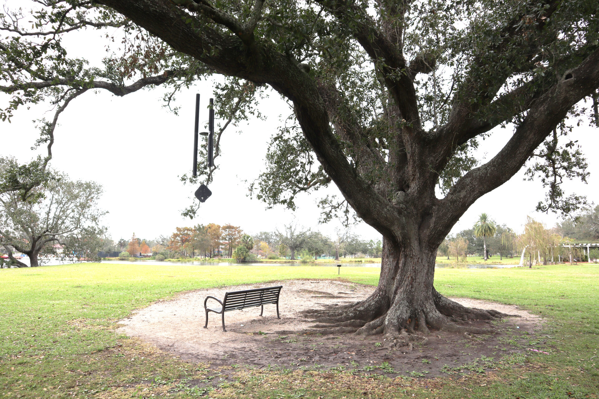 Singing Oak Tree Design Competition – ENTRIES ON VIEW!! | The Albert ...